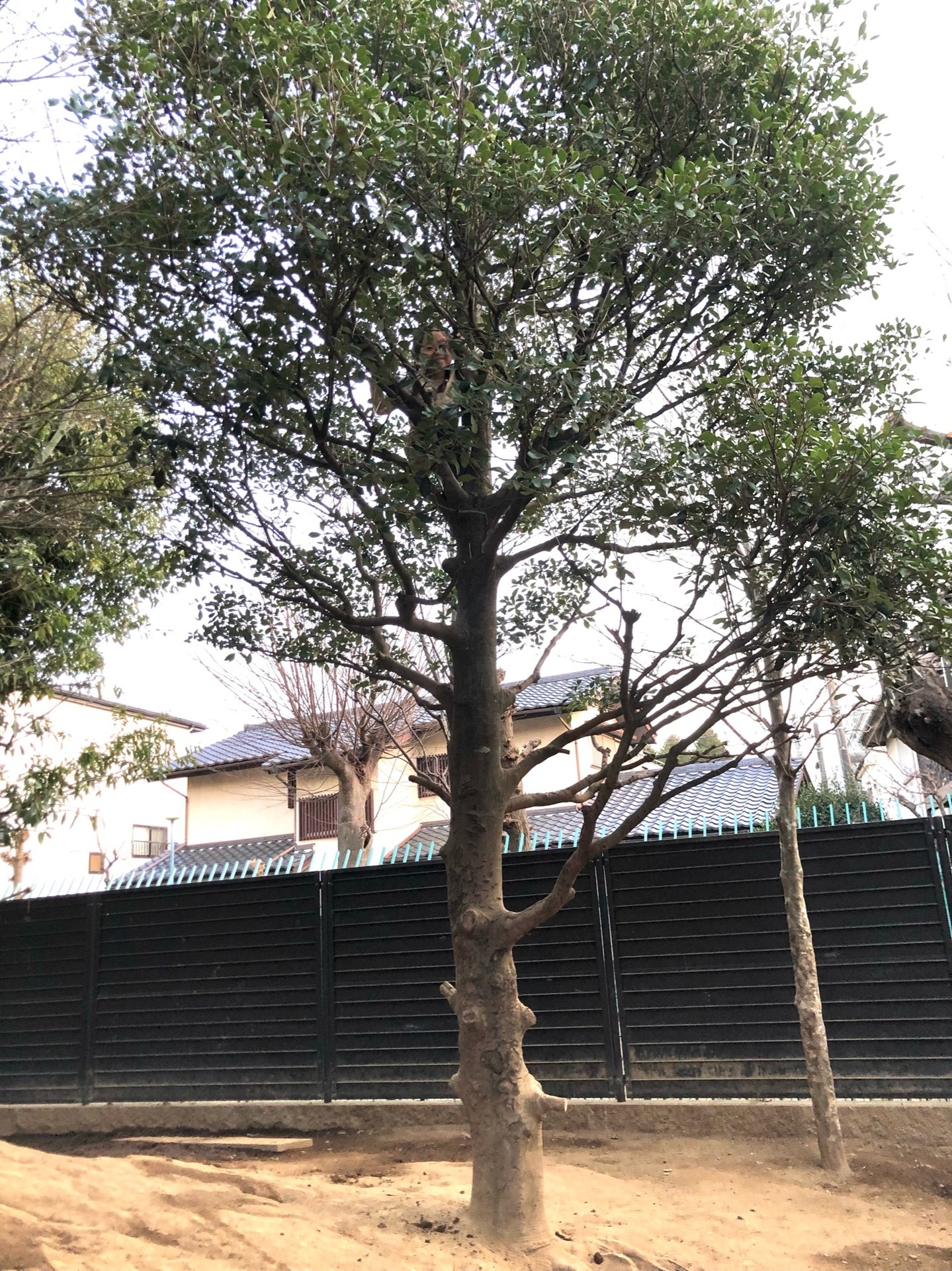 マスクフリーの日々: AFTER還暦を楽しもう！